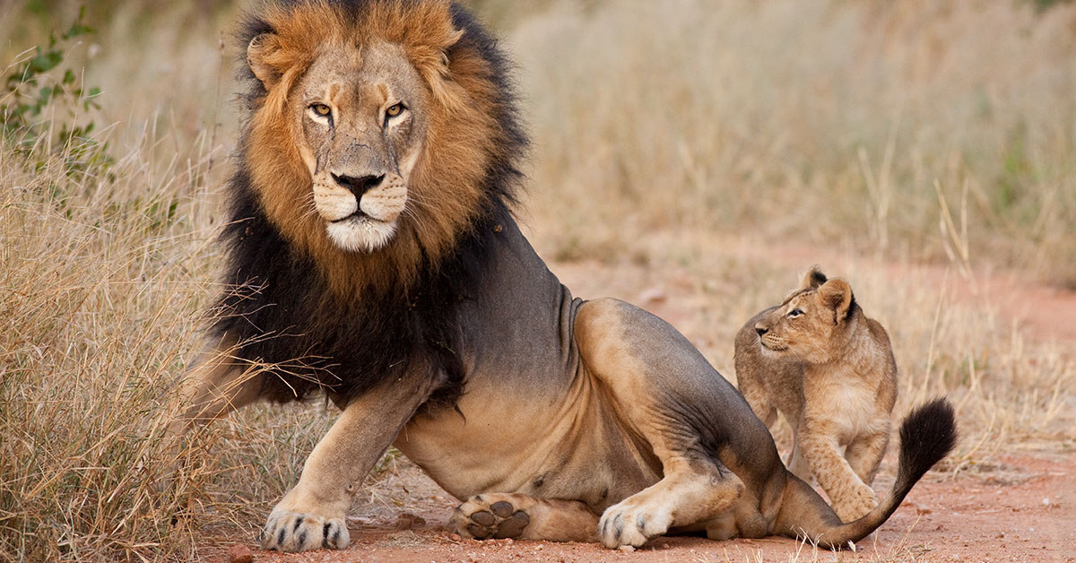 Hluhluwe Game Reserve: 20 Things to do on a Safari in South Africa